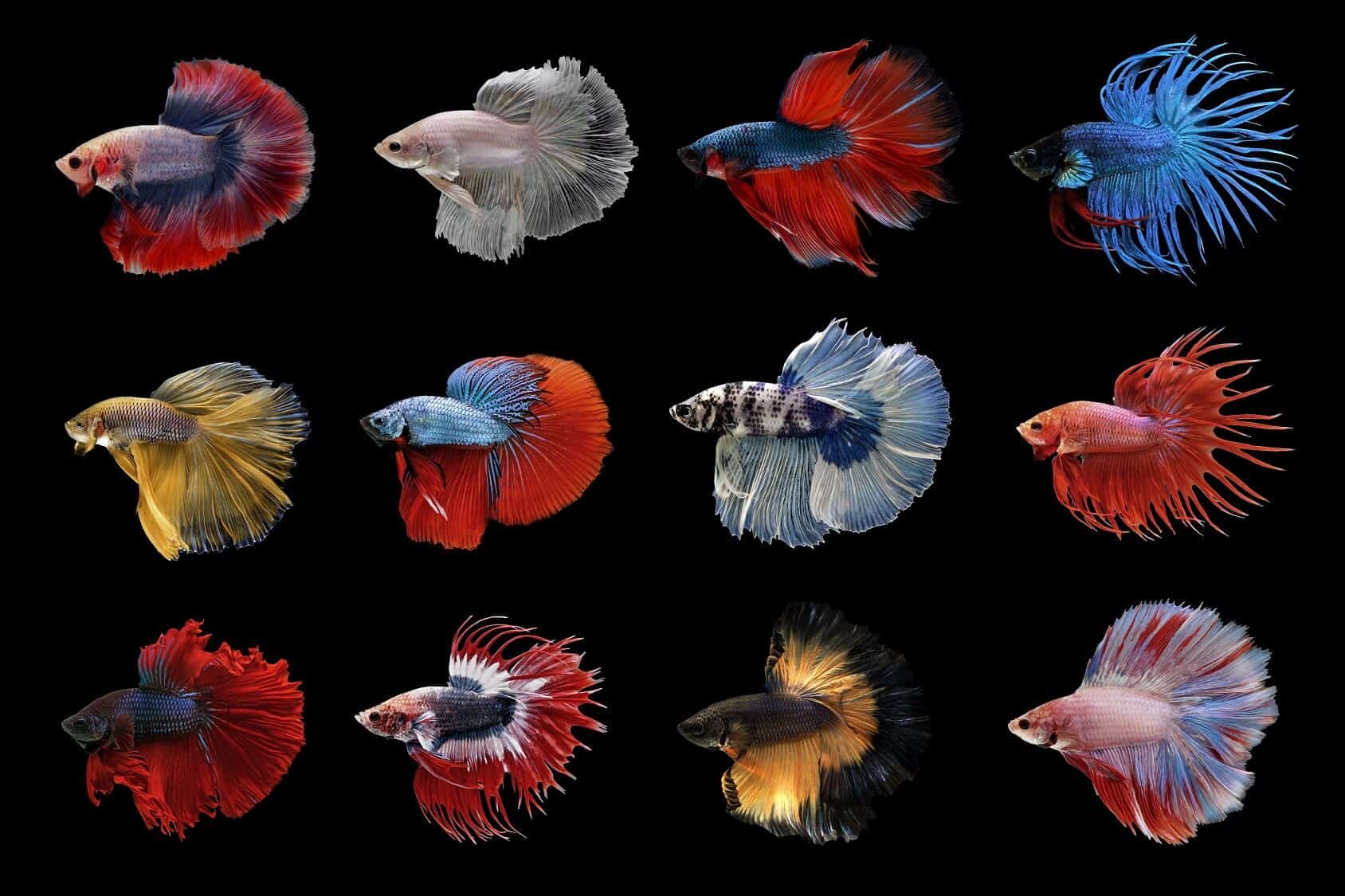 Types of Betta Fish For Your Vibrant Tank Setup